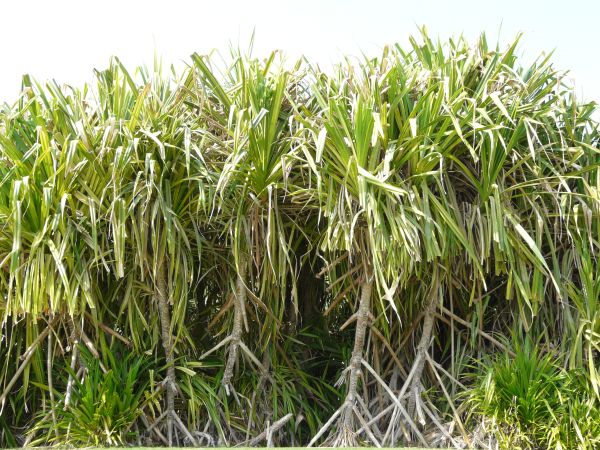 tall grass texture 0016 - Texturelib